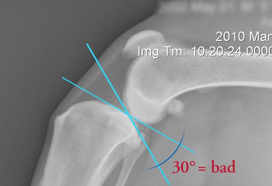 Live Strong, Koda!: TPLO explained with XRAYS