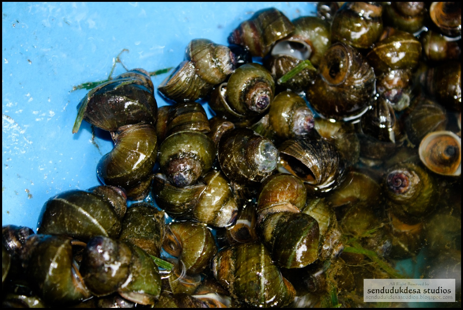 sendudukdesa journal: Exotic - Siput Pait