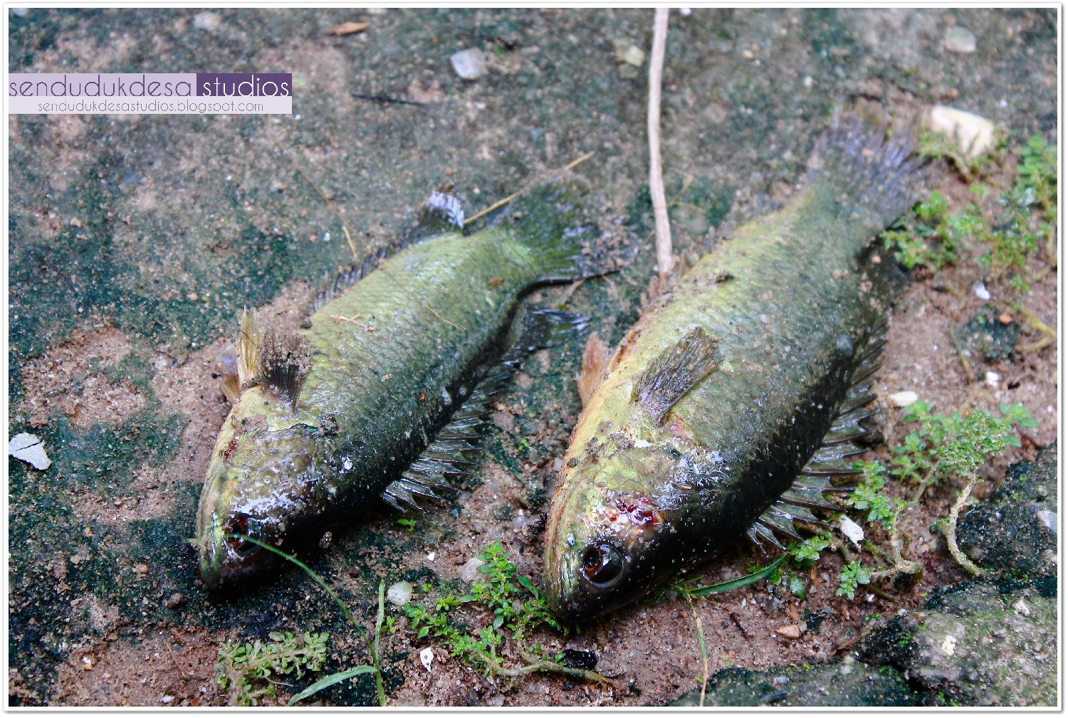 sendudukdesa journal: Menyiang Ikan Puyu