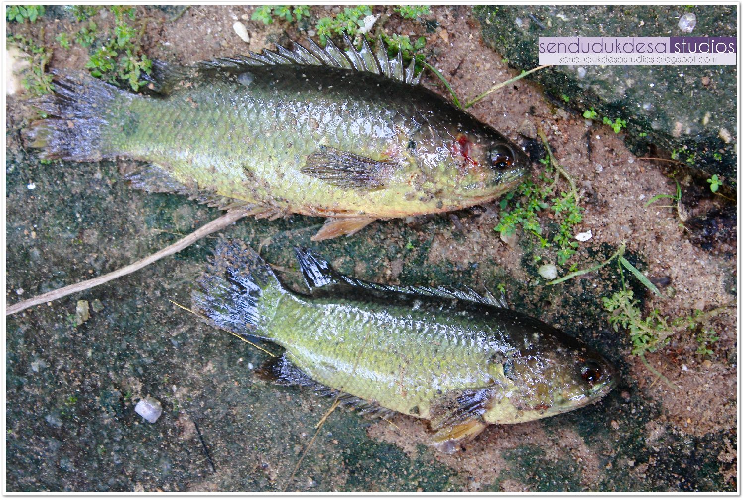 sendudukdesa journal: Menyiang Ikan Puyu