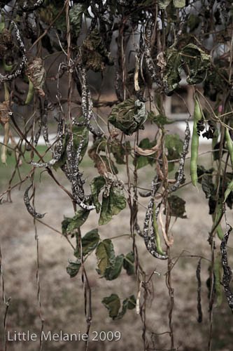 Melanie Little Photography: A Dead Garden : Winter is Coming
