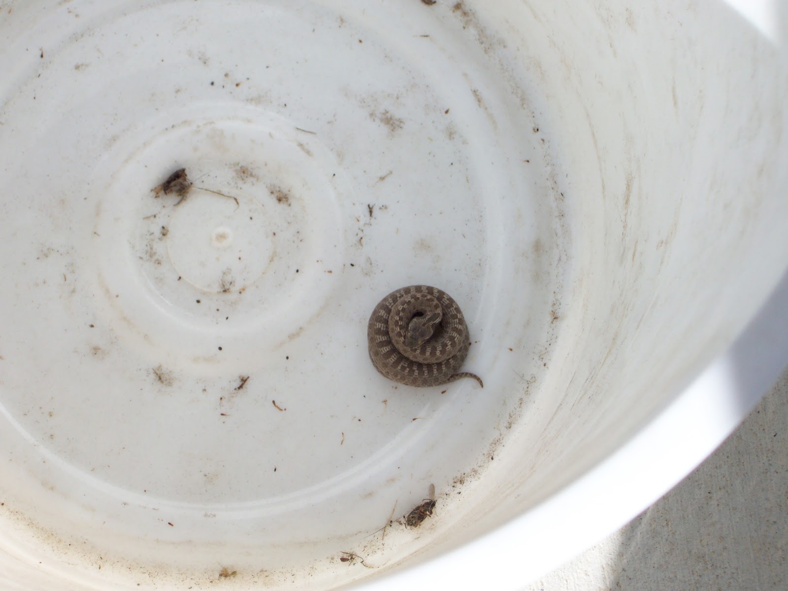 Gavilan Hills Blog: night snake