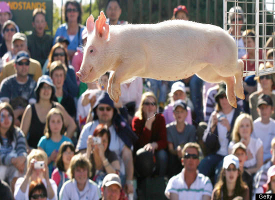 JAN RIFKINSON'S UNIVERSE: What !! > a Japanese flying pig twenty-seven ...