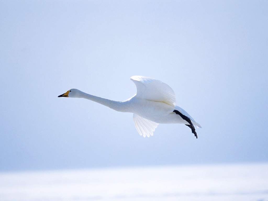 Dynamic Great Lakes: Bird Watching on Lake Michigan