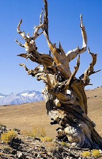 Matusalén, la criatura más vieja | Naturaleza asombrosa, maravillas ...