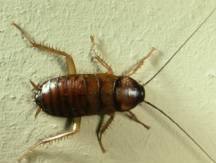 La asombrosa Cucaracha | Naturaleza asombrosa, maravillas naturales