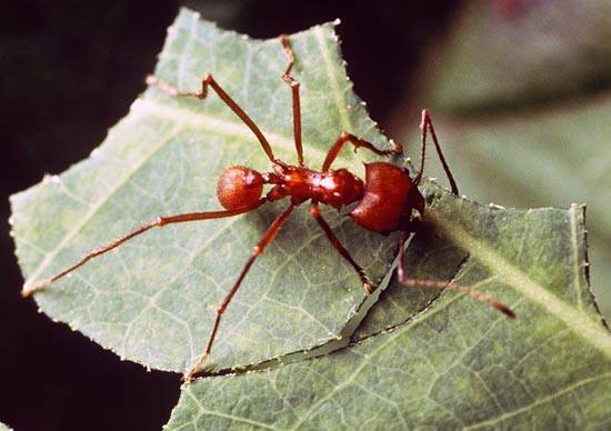 Hormigas | Naturaleza asombrosa, maravillas naturales
