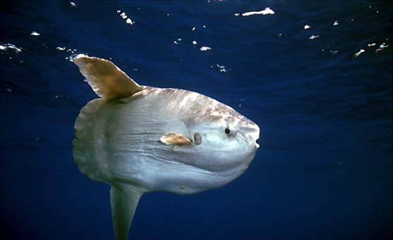 Pez luna | Naturaleza asombrosa, maravillas naturales