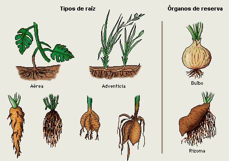 La asombrosa Raíz de las plantas | Naturaleza asombrosa, maravillas ...