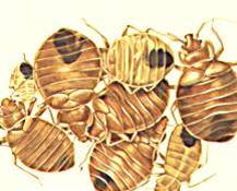 La asombrosa Chinche | Naturaleza asombrosa, maravillas naturales