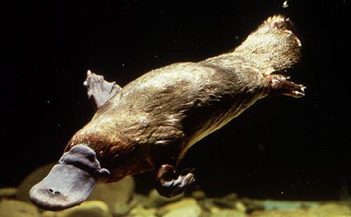 Los asombrosos Monotremas, mamíferos que ponen huevos | Naturaleza ...