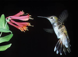 La maravillosa ligereza del colibrí | Naturaleza asombrosa, maravillas ...