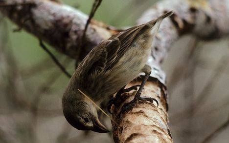 El increíble Pinzón | Naturaleza asombrosa, maravillas naturales