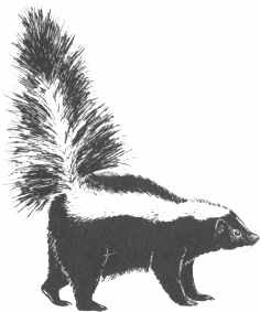 **Cuentos de nuestra Cultura Wayuu**: **EL CONEJO Y EL MAPURITE