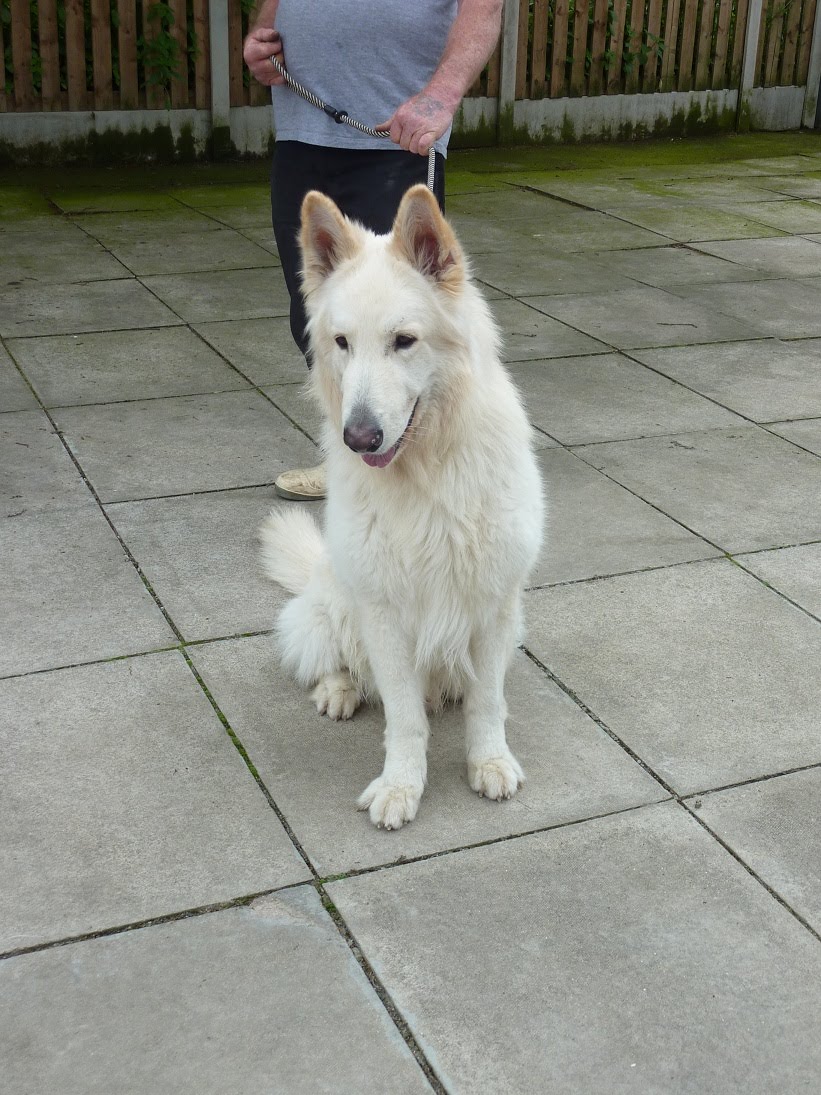 High quality imported dogs for sale: White German Shepherd Dogs/Puppies ...