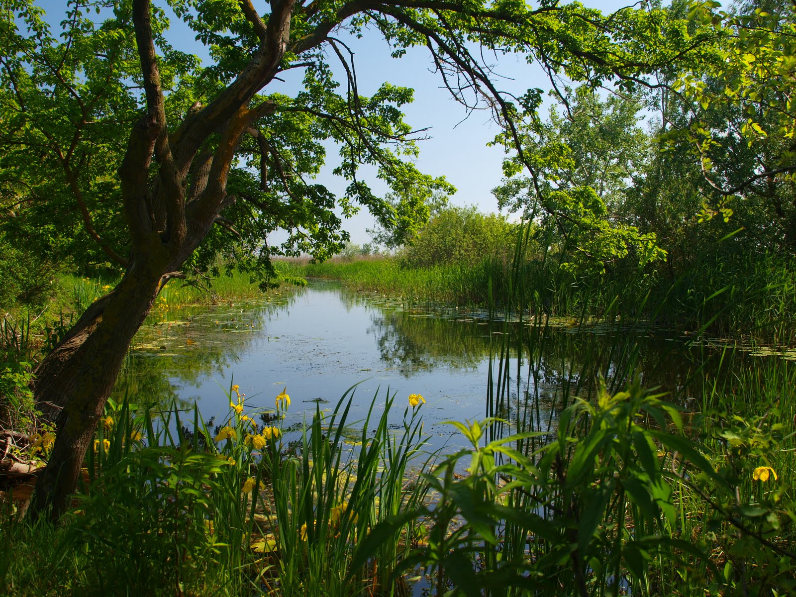 Eva Cristina Androniu: Delta Dunarii in imagini (2)