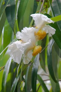 S A T H K A R A: World Environment Day: Your Planet Needs You!