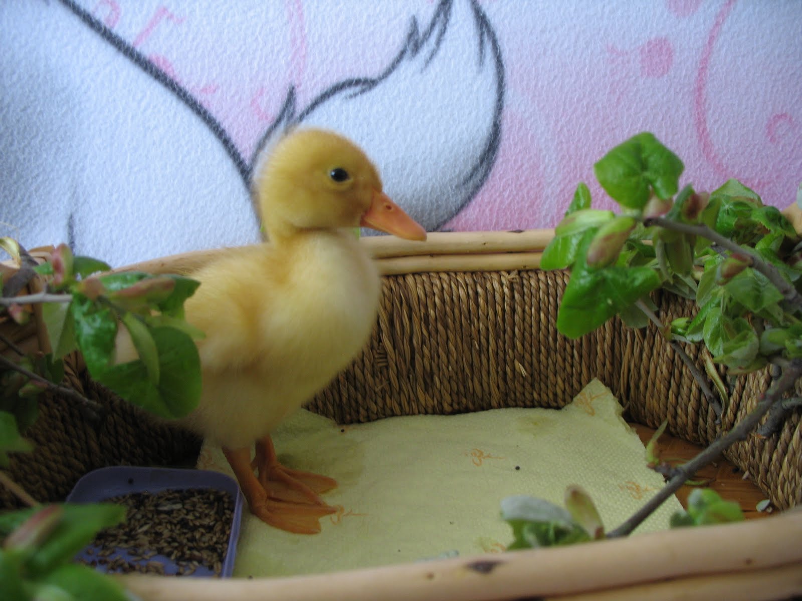 ♥Georgiana's Blog.♥: PUIUL DE RATUSCA