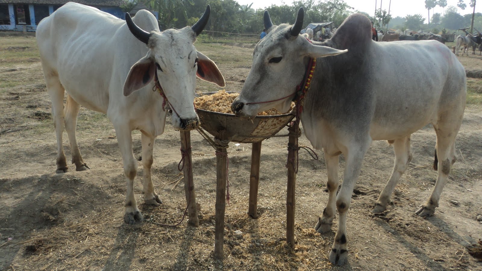 SONEPUR MELA; The largest animal Fair of ASIA