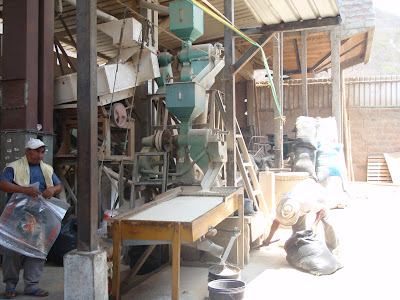 estoy en ecuador!: how to: raise shrimp and de-shell rice