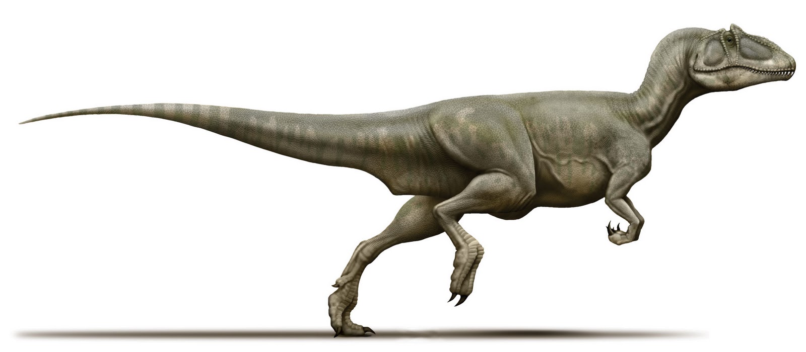 Las Animaladas de Kaffa: Gigantosaurus