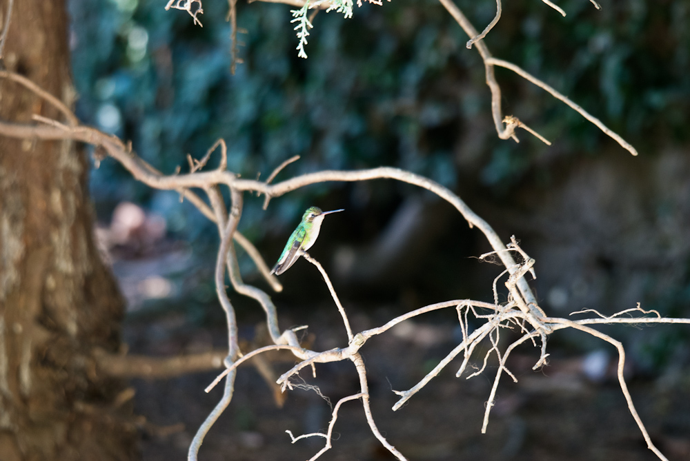 Committed Stitcher: Backyard Bird