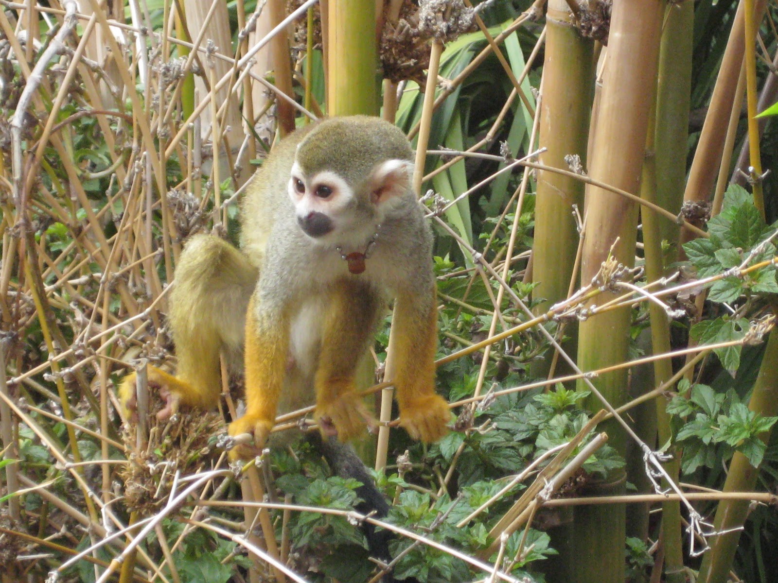 precious lil things: welcome to the (common squirrel) monkey house