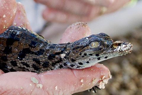 2 Bored For FUN: Cute Baby Crocodile Pictures