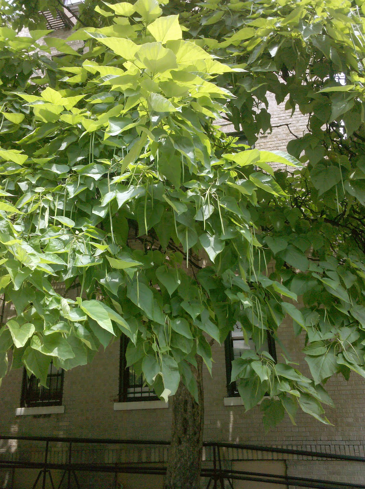 Polybloggimous: The Amazing Brooklyn StringBean Tree!