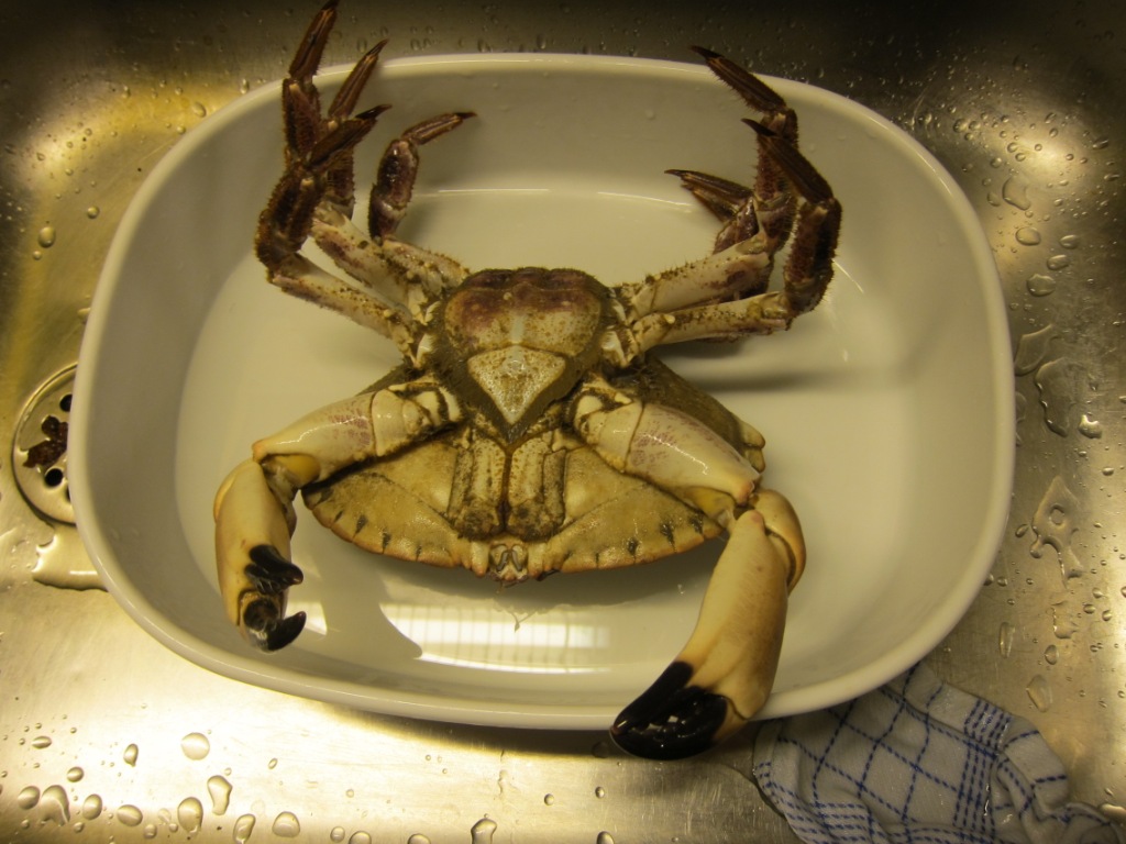 Årstidens Mad - og et glas Vin til!: Taskekrabben hviskede - tag mig ...