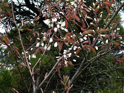the gardens - nantucket