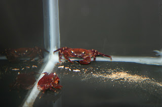 PIER AQUATICS NEW ARRIVALS: Violet crab
