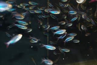 PIER AQUATICS NEW ARRIVALS: Bleeding Blue Tetra