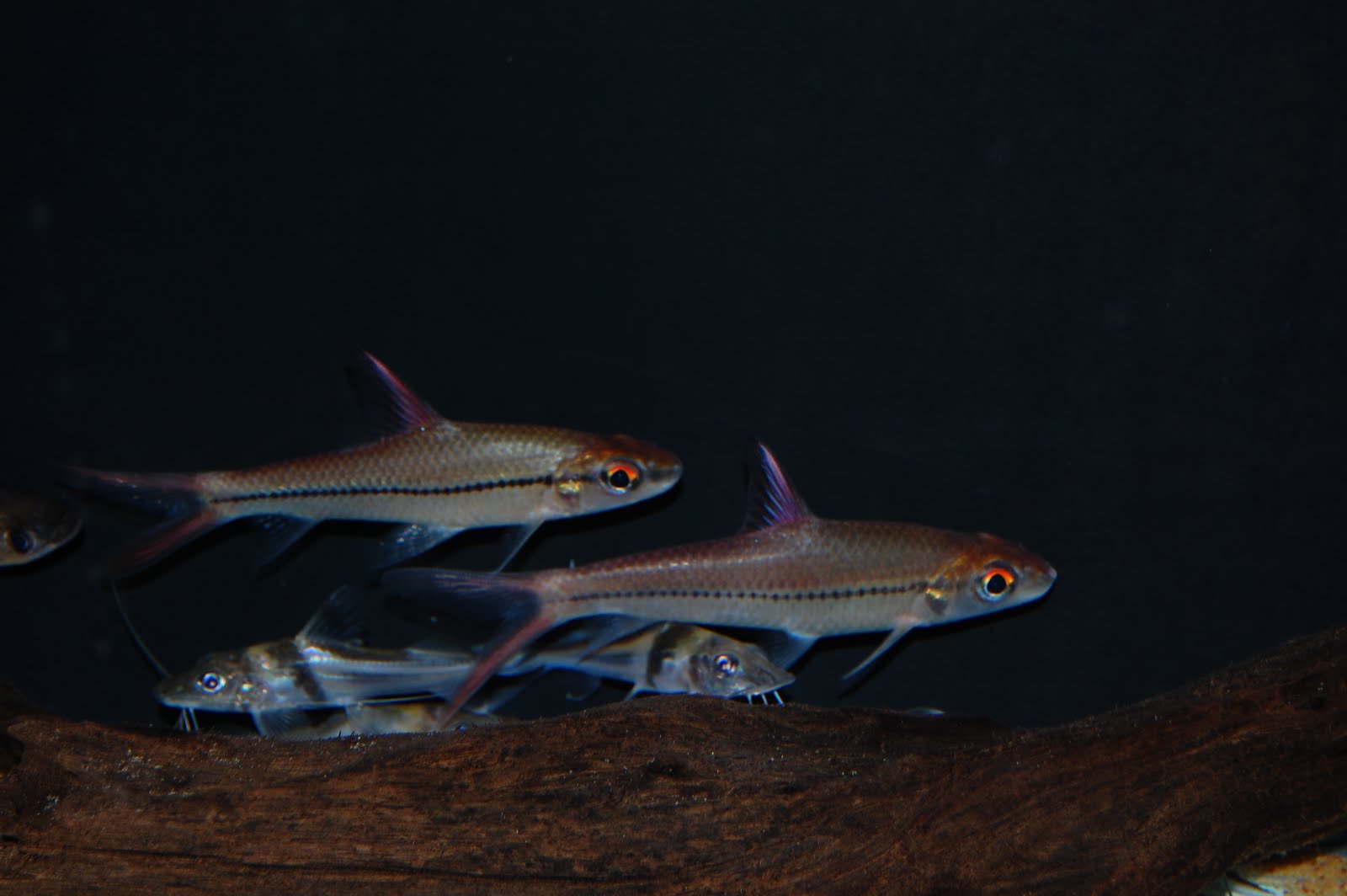 PIER AQUATICS NEW ARRIVALS: Cyclocheilichthys janthochir / Pimlodus ornatus