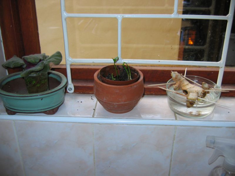 Eco Footprint ~ South Africa: Growing lemon trees from pips and recycling