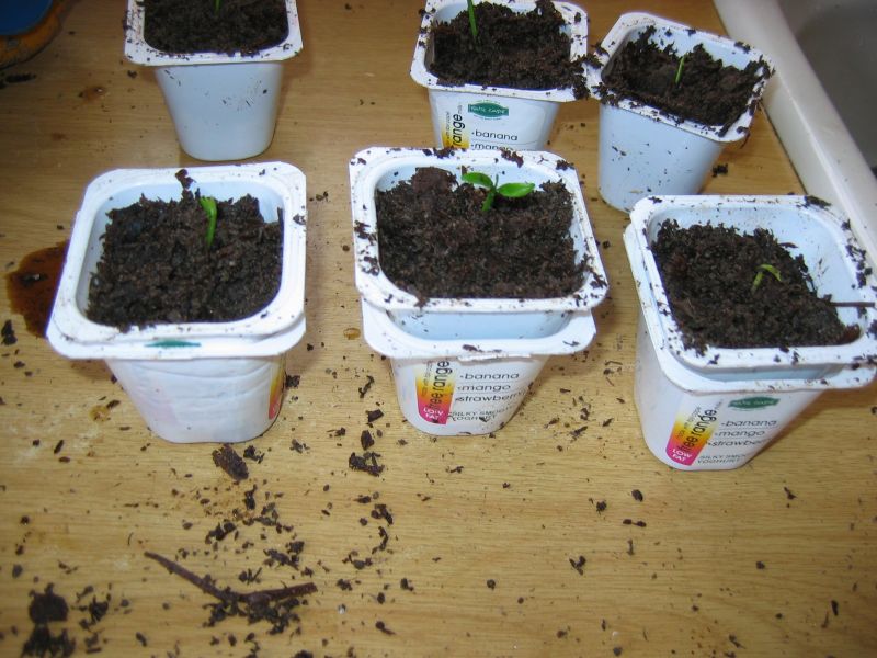Eco Footprint ~ South Africa: Growing lemon trees from pips and recycling