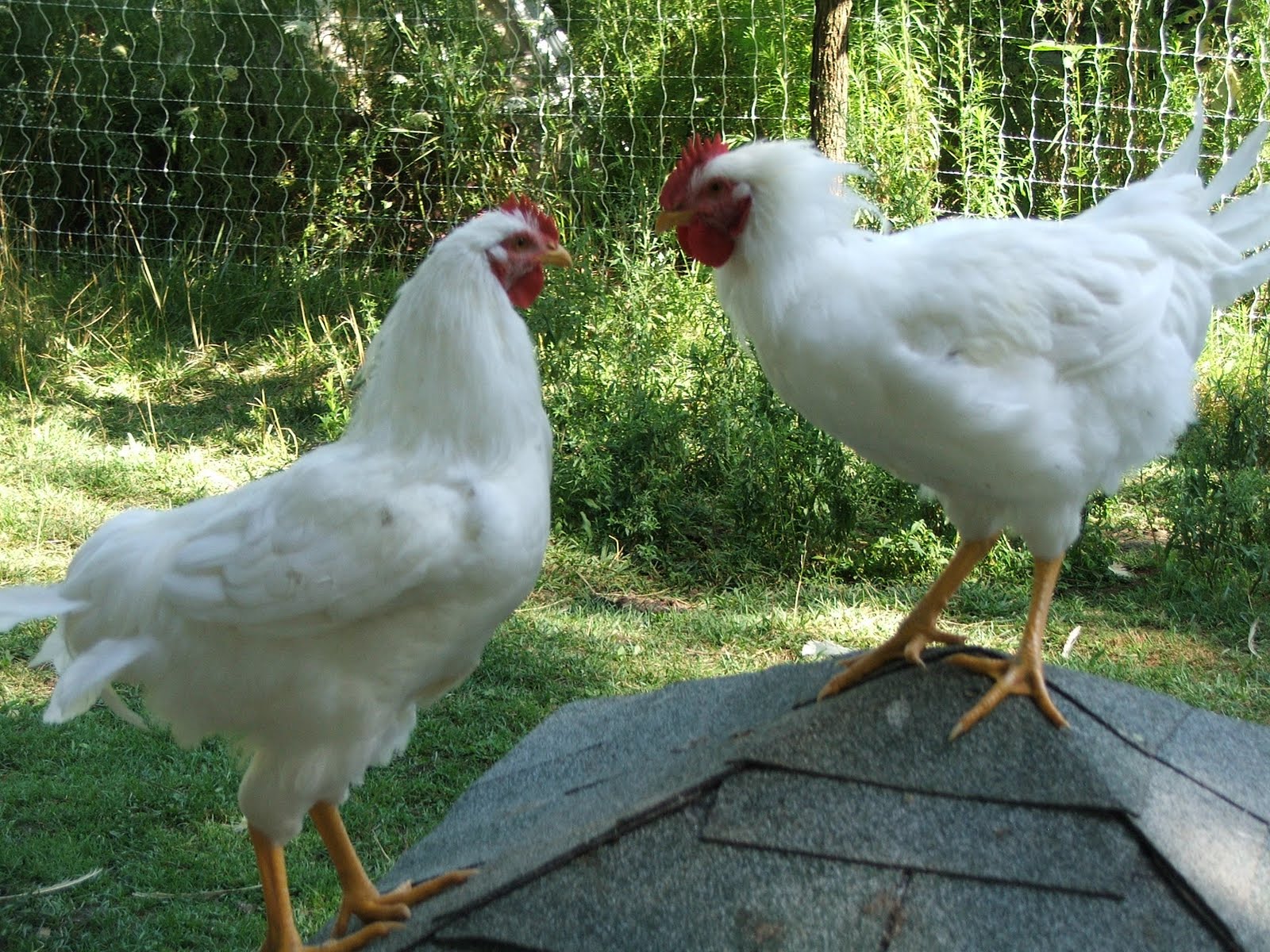 My Chickens: 16 Weeks Old