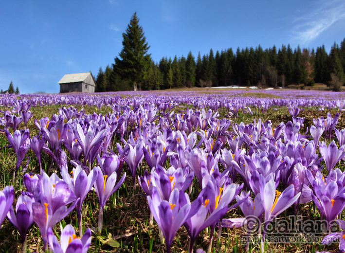 Photographis: DECEMBER 1 - Romania National Day / La mulţi ani, România!