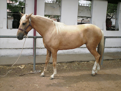Clases del Centro de Afición del Caballo Peruano de Paso: Pelajes