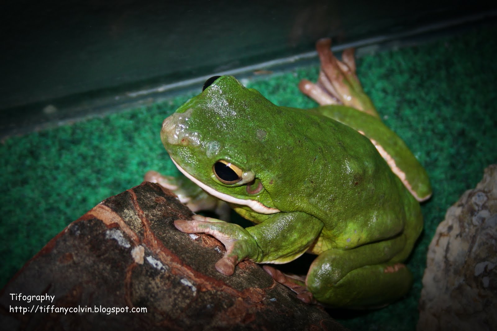 Tifography: White-Lip Tree Frog (Froogie)