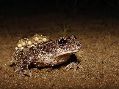 Anfíbios & Répteis: Sapo-parteiro (Alytes obstetricans)