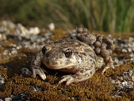Anfíbios & Répteis: Sapo-parteiro-ibérico (Alytes cisternasii)