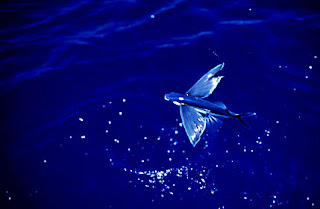 Connect and Share with Us: Flying Fish