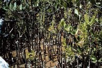 Blogger Acadêmico!: Raizes!