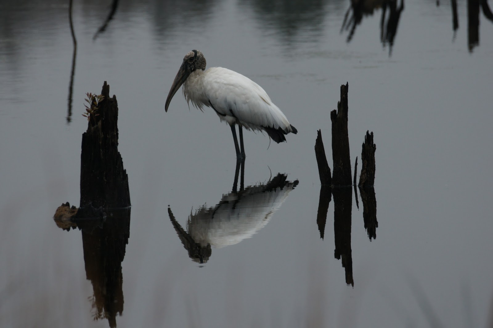 Snapper II: Swamp, Wood Storks.