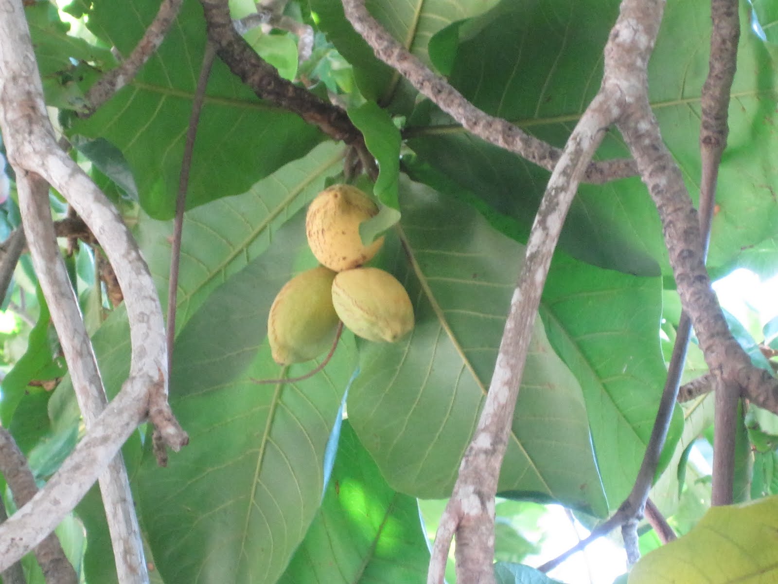 The Humble Abode: Nature Break - Western Caribbean