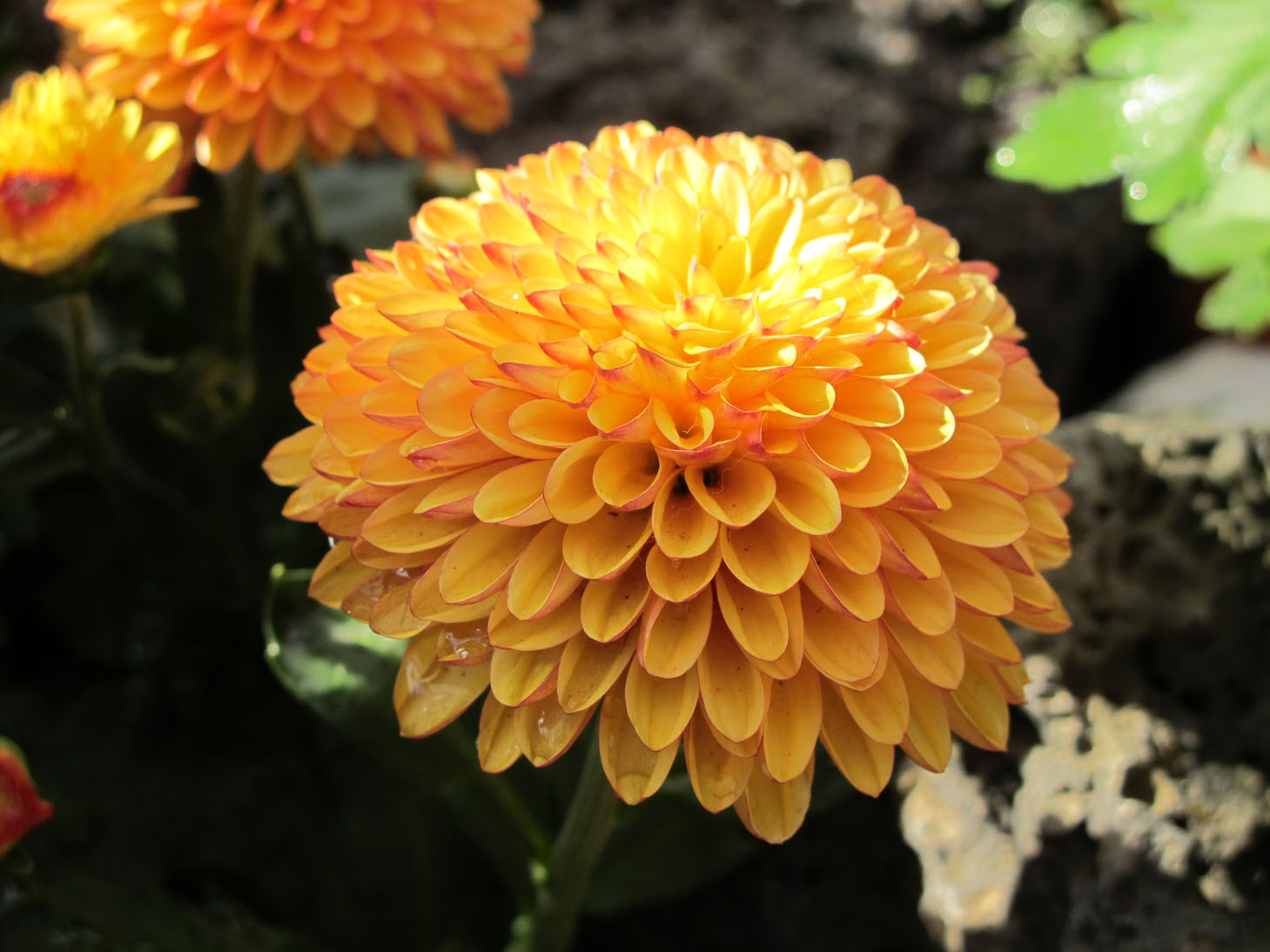 Sentir con Flores de Bach - Pilar Vidal Clavería: Crisantemos