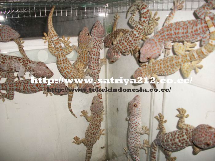 tokek indonesia: Tokek Rumah