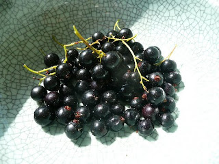 Nutrition Junkie: Cassis Berries: The Next Super Fruit