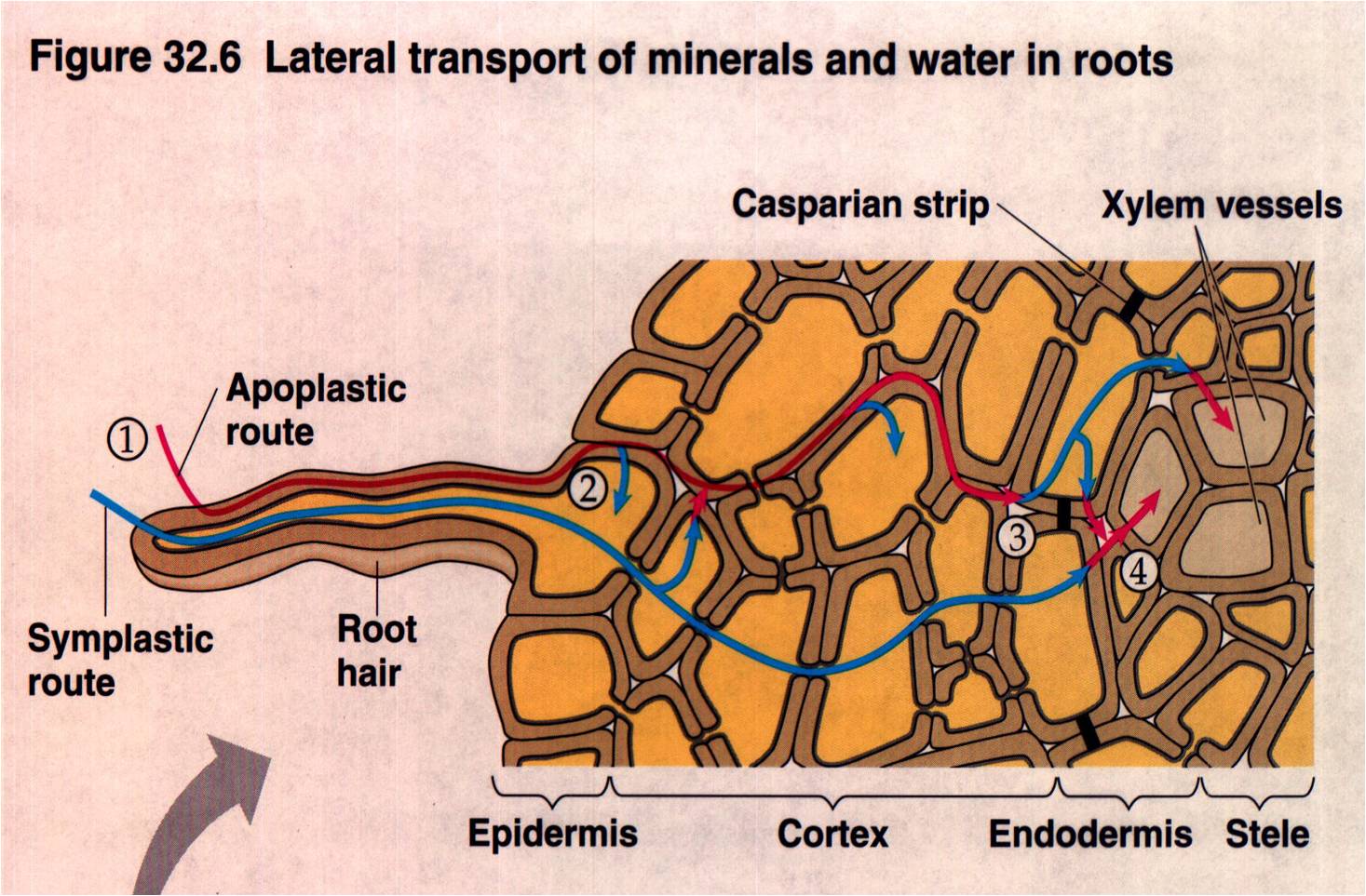 สวัสดีชาววิทย์: การเคลื่อนที่แบบ apoplast และ symplast ในราก